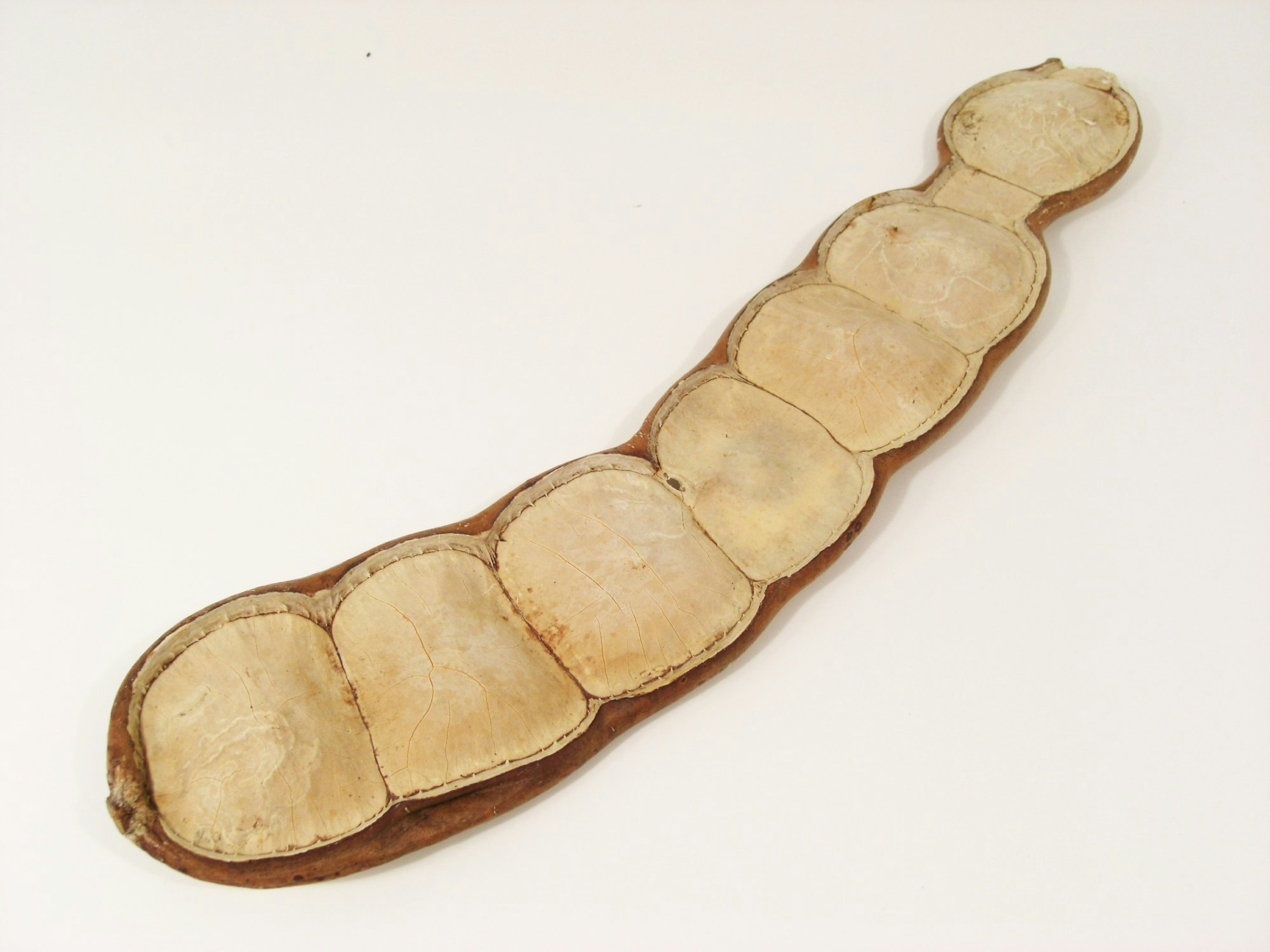 Giant seed pod shaker